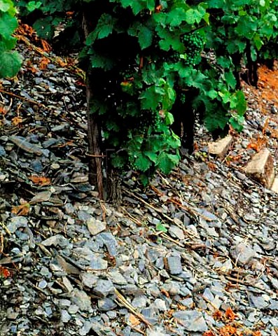 Cephas Picture Library - Asset Details 1026716- Slate soil of Mosel ...