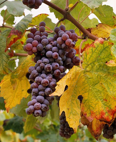 Cephas Picture Library - Asset Details 1029133- Molinara grapes ...