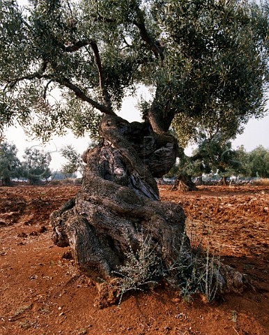 Cephas Picture Library - Asset Details 1029653- Ancient olive tree ...