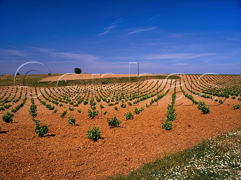 Cephas Picture Library - Asset Details 1042698- Widely spaced bush ...