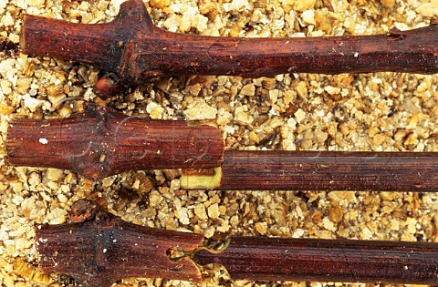 Cephas Picture Library - Asset Details 1063293- Omega vine grafts ...