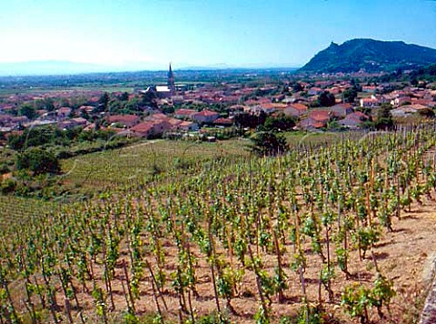 Cephas Picture Library - Asset Details 1065336- Vineyards above Cornas ...