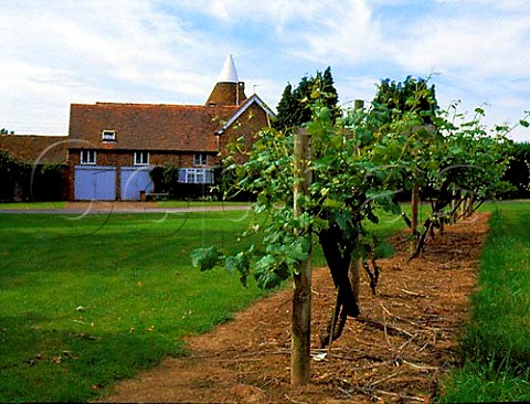 Cephas Picture Library - Asset Details 1088916- Huxelrebe Vines at ...