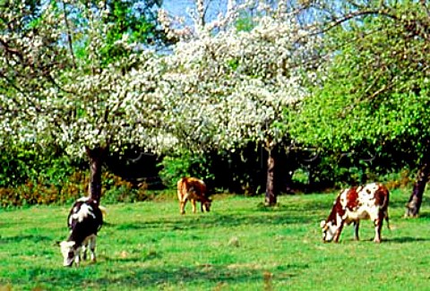 Cephas Picture Library - Asset Details 1092530- Cows in apple orchard ...