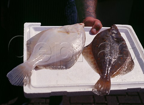 Cephas Picture Library - Asset Details 1109285- Fishmonger holding two ...