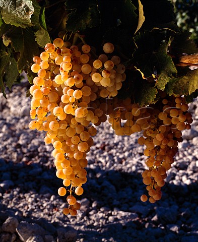 Cephas Picture Library - Asset Details 1110975- Ripe Palomino Fino ...