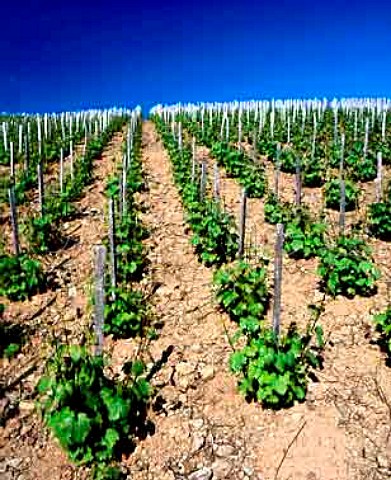 Cephas Picture Library - Asset Details 1120586- Gamay vines in the ...