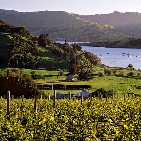 Cephas Picture Library - Asset Details 1137761- French Farm Vineyard ...