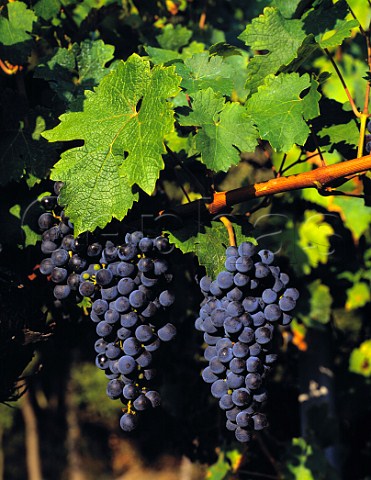 Cephas Picture Library - Asset Details 1141088- Bunches of Cabernet ...