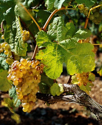 Cephas Picture Library - Asset Details 1141762- Ripe Marsanne grapes on ...