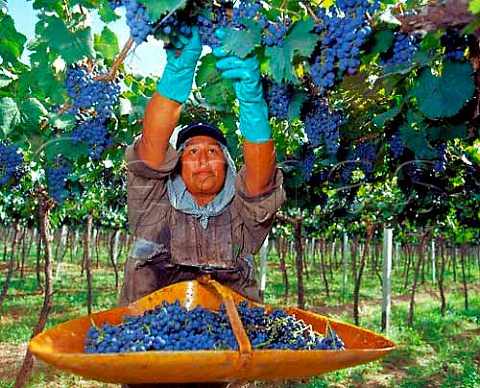 Cephas Picture Library - Asset Details 1144923- Harvesting Malbec ...