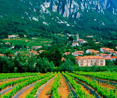 Cephas Picture Library - Asset Details 1146086- Vine nursery and ...