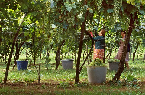Cephas Picture Library - Asset Details 1146520- Harvesting grapes in ...
