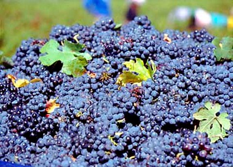 Cephas Picture Library - Asset Details 1149065- Harvested grapes ...