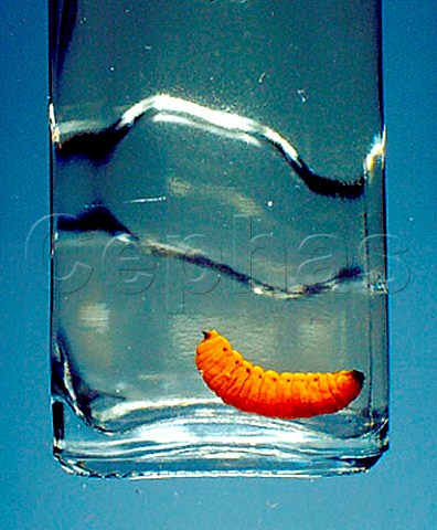 Cephas Picture Library - Asset Details 1151700- Agave Worm in glass of ...