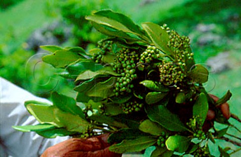 Cephas Picture Library - Asset Details 1154214- Pimento leaves and ...