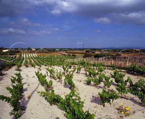 Cephas Picture Library - Asset Details 1186389- Vineyards with bamboo ...