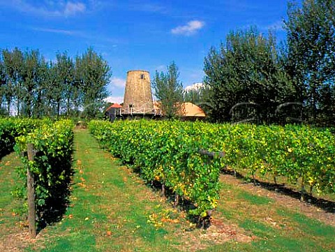 Cephas Picture Library - Asset Details 1202269- Nutbourne Vineyard ...