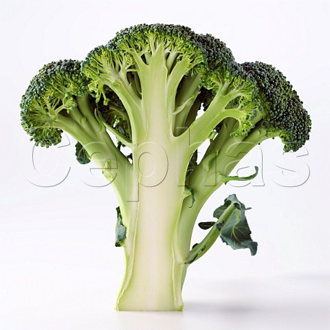 Cephas Picture Library - Asset Details 1209298- Broccoli floret, cut in ...