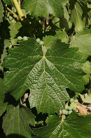 Cephas Picture Library - Asset Details 1220483- Malbec leaf in ...