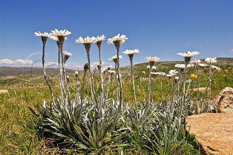 Cephas Picture Library - Asset Details 1221494- Silver Snow Daisies ...