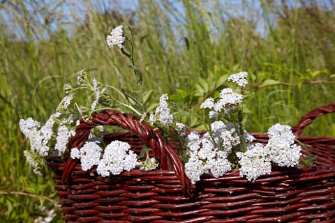 Cephas Picture Library - Asset Details 1231966- Basket of yarrow ...