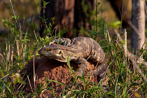 Cephas Picture Library - Asset Details 1232299- Monitor Lizard in Tala ...