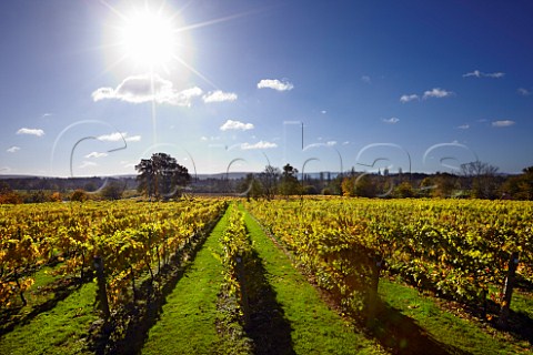 Cephas Picture Library - Asset Details 1233342- Nutbourne Vineyards ...