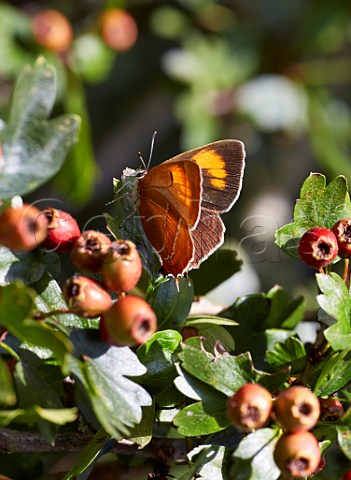 Cephas Picture Library - Asset Details 1235242- Brown Hairstreak ...