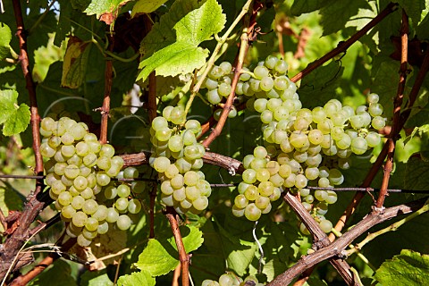 Cephas Picture Library - Asset Details 1235412- Savagnin grapes in ...